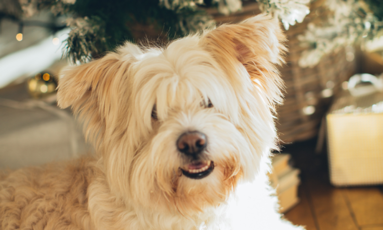 Top 5 Tips for Holiday Adoptions – The Mom & Caregiver