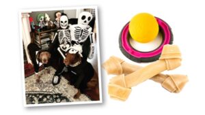 It’s a Dog’s Life for Me! – The Mom & Caregiver